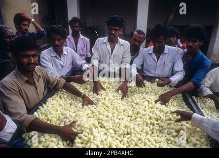 Quality of Silk Cocoons being assessed in the Government Cocoon Market ...
