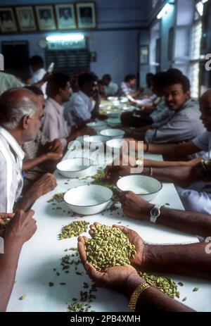 Cardamom auction centre at Bodinayakanur in Tamil Nadu, India, Asia ...