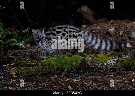 Common genet (Genetta genetta) at night, Montseny, Catalonia, Spain ...