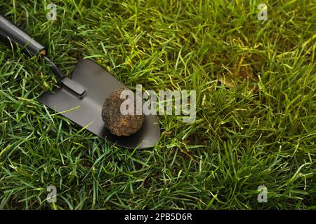 Shovel with fresh truffle on green grass, top view. Space for text ...