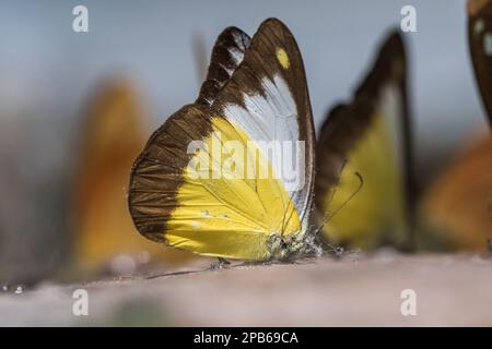 Butterfly Carcass, Butterfly Staff, Insect Carcass in Showcase Stock ...