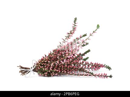 Bunch of heather branches with beautiful flowers isolated on white ...