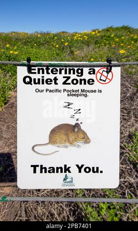 Endangered Pacific Pocket Mouse in new home Stock Photo - Alamy