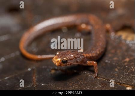 An adult Four-toed Salamander (Hemidactylium scutatum) from Jefferson ...