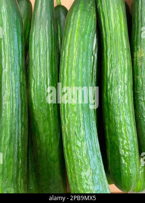 Cucumber, Cucumis sativus, is a widely-cultivated creeping vine plant ...