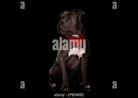 adorable amstaff puppy wearing red bandana and looking forward while ...