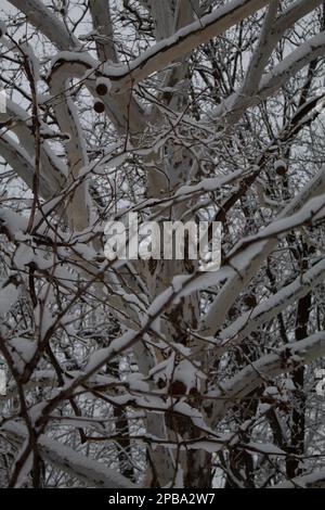 Trees in winter in Northeast Ohio Stock Photo - Alamy