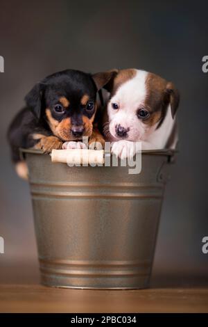 Dogs in a metal bucket Stock Photo - Alamy