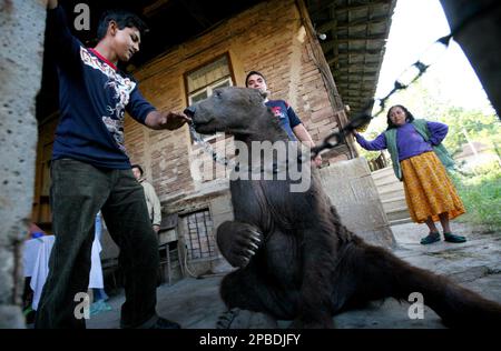 Gypsy with dancing Bear, Bulgaria Stock Photo - Alamy