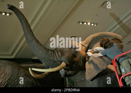 Dioramas and displays at Akeley Hall of African Mammals in the American ...