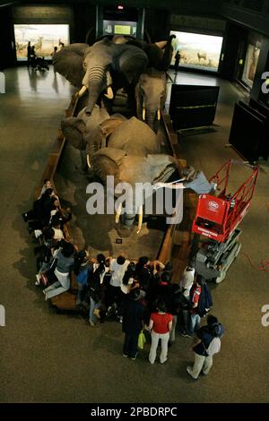 Dioramas and displays at Akeley Hall of African Mammals in the American ...
