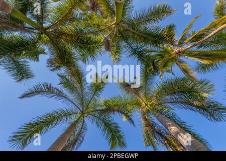 Looking into the palm urban tree canopy above Stock Photo - Alamy