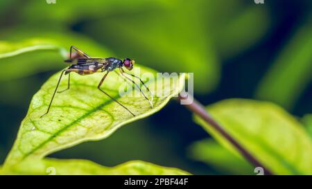 Adult Stilt-legged Fly on Green Leaf, Insect animal, macro photo Stock ...