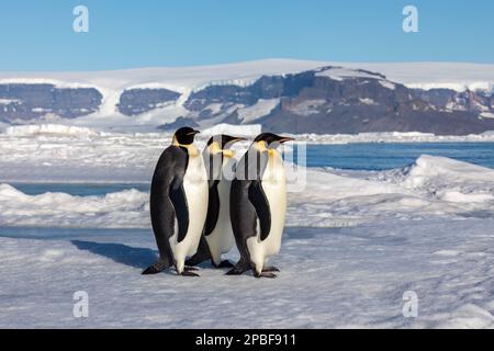 Emperor penguins near Snow Hill Antarctica walking on an ice flow Stock ...