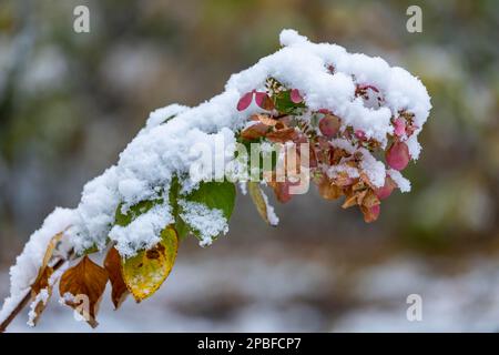A flowering autumn hydrangea is covered in an early winter snow Stock ...