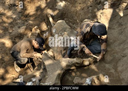 Fossil bones of extinct elephant, Elephas recki, Lake Turkana Kenya ...