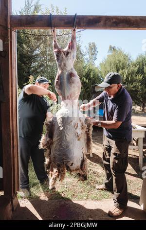 Indigenous latin men butchering and skinning a hanging lamb in his ...