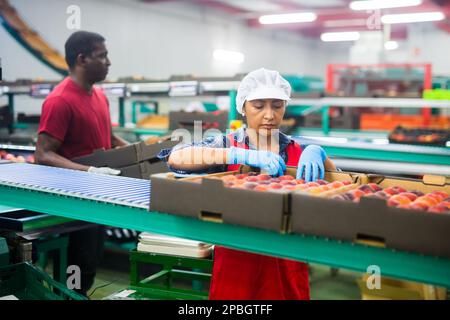 Latino woman sorts fresh peaches on a fruit packing line Stock Photo ...