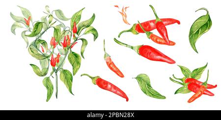 Red chili hot pepper bush watercolor illustration isolated on white ...