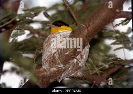 The Lora is an amazonian parrot. It is bright green with a yellow face ...