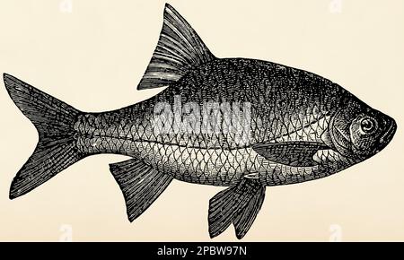 The freshwater fish - rutilus roach (Rutilus rutilus). Antique stylized ...