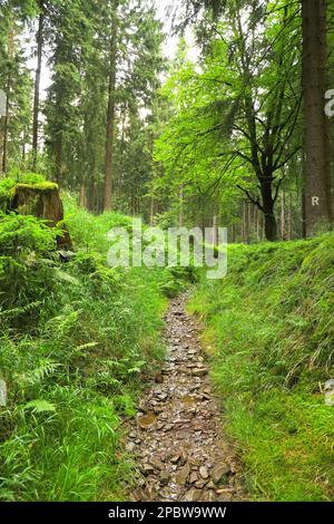 The hiking trail Rennsteig in Ernstthal, Thuringia - Germany Stock ...