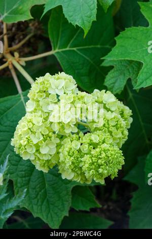 Hydrangea quercifolia Harmony, Oak-leaved hydrangea Harmony, deciduous ...