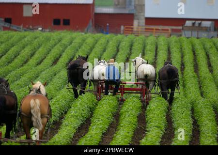 Amish men working crops in Wisconsin Stock Photo - Alamy