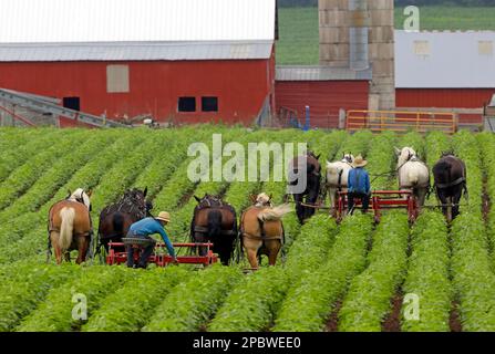 Amish men working crops in Wisconsin Stock Photo - Alamy