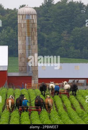 Amish men working crops in Wisconsin Stock Photo - Alamy