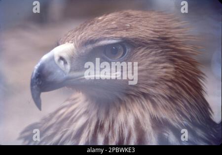 Eagles are large, powerfully-built birds of prey, with heavy heads and ...