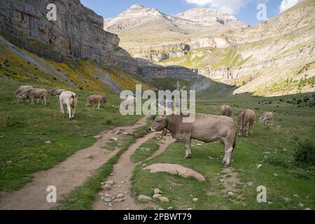 cows pacing free in the valley of Ordesa National Park, Spanish ...