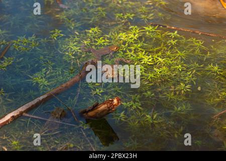 Common frogs swimming in a forest pond. Close up shot, top view, sunny ...