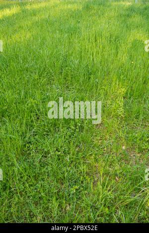 Unmowed natural grass field in nature, top view, no people Stock Photo ...