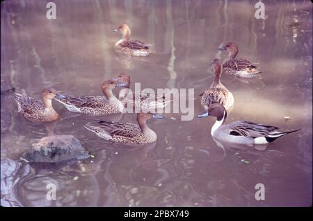 Ducks form a group of numerous bird species found in the family ...