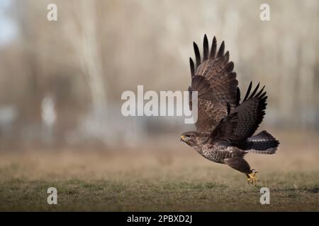 A majestic brown hawk soaring through the air with its wingspan ...