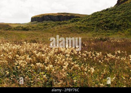 Dun Ara Castle with wlid flowers and rock formations, Mull, Scotland ...