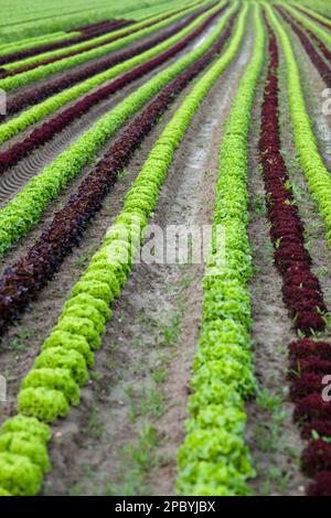 Straight rows of green and purple plants growing on huge farm field ...