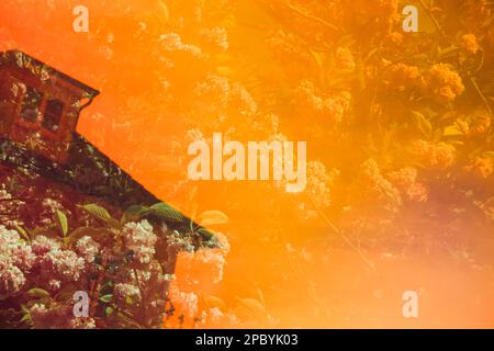 Bright flare of sunlight illuminating shrubs with blooming twigs in ...