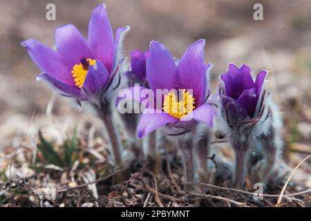 First spring flowers Pulsatilla halleri or pulsatilla taurica in nature ...