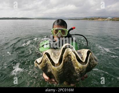 Giant Clam Farm, Tridacna gigas, Makogai, Lomaviti, Fiji Stock Photo ...