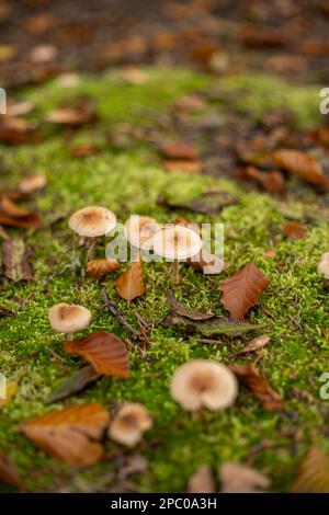 A closeup shot of a heap of mossy green rocks Stock Photo - Alamy
