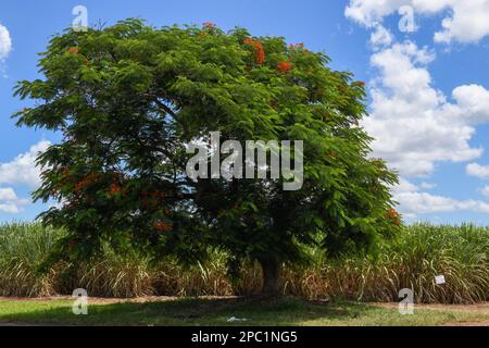 Trees and sugar cane field at Mhlume on Swaziland Stock Photo - Alamy
