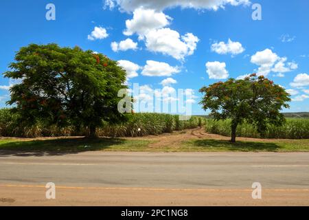 Trees and sugar cane field at Mhlume on Swaziland Stock Photo - Alamy