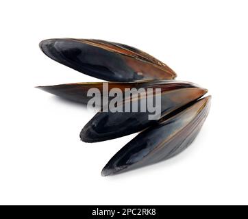 Open empty mussel shells on white background Stock Photo - Alamy