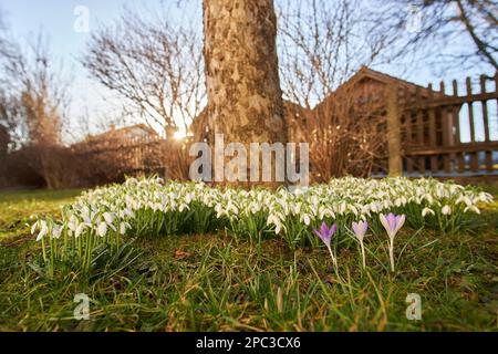 Snowdrops in the garden. Spring is coming -Snowdrops in my garden Stock ...