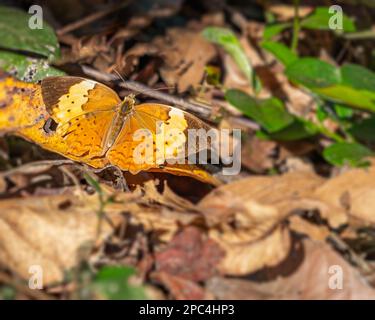 A Cupha erymanthis butterfly on a leaf Stock Photo - Alamy