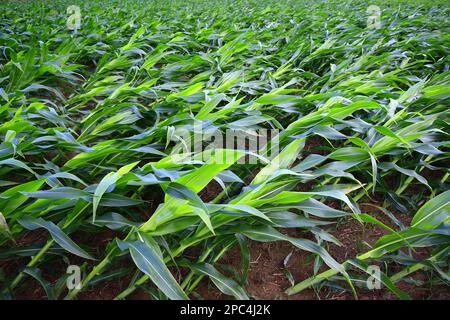 Corn fields of disaster, the wind blew Stock Photo - Alamy