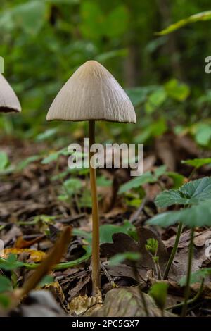 A Macro image close up of a conecap mushroom or latin name Genus ...