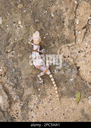 Namib Ghost Gecko (Pachydactylus kochii) resting on rocky sandy ground ...